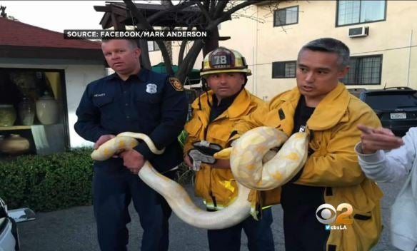 L.A. man arrested for throwing 13-foot snake at people - CBS News