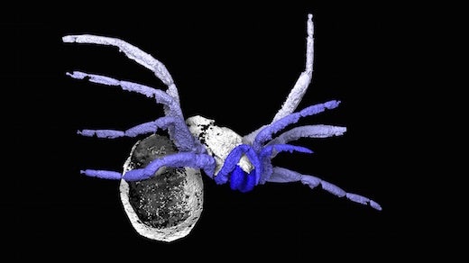 300-million-year-old fossil reveals evolution of spiders - CBS News
