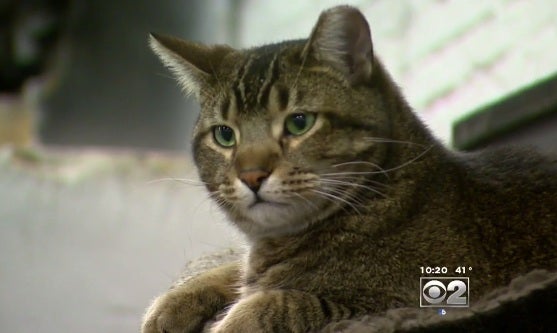 Chicago deploys feral cats to keep rats away - CBS News