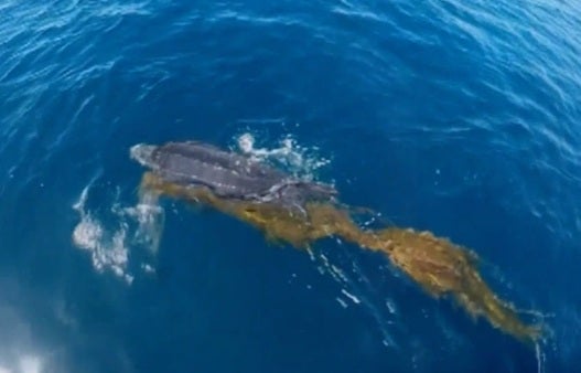 Struggling sea turtle freed with help from sportfishing crewman - CBS News