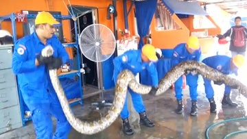 Massive python found in Malaysia could be a record-breaker - CBS News