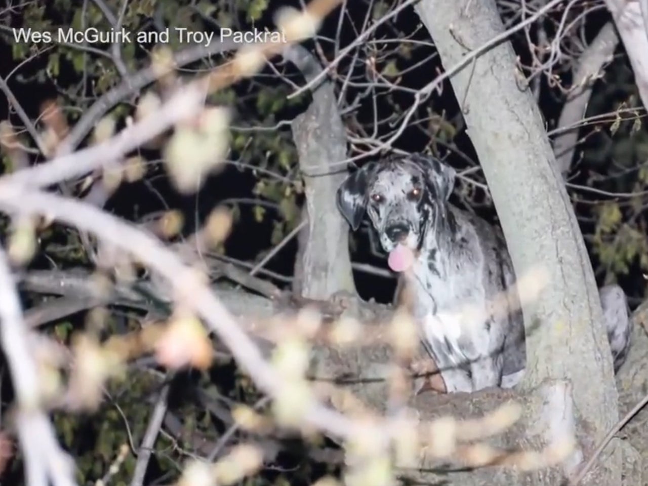 How a 125-pound Great Dane gets stuck in a tree - CBS News