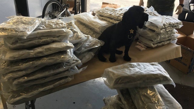 Florida police K9 sniffs out 72 bags of marijuana - CBS News