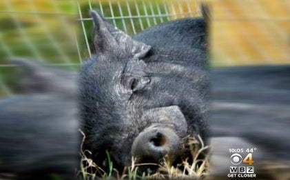 Why did "a really good pig" attack Mass. couple? - CBS News