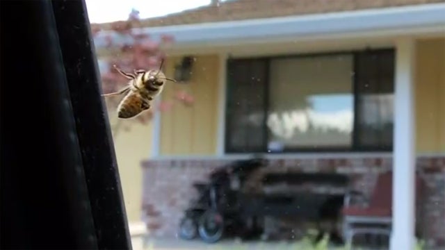 Swarm of aggressive bees attack California town - CBS News