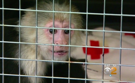 Authorities seize elderly N.Y. woman's pet monkey of 22 years - CBS News