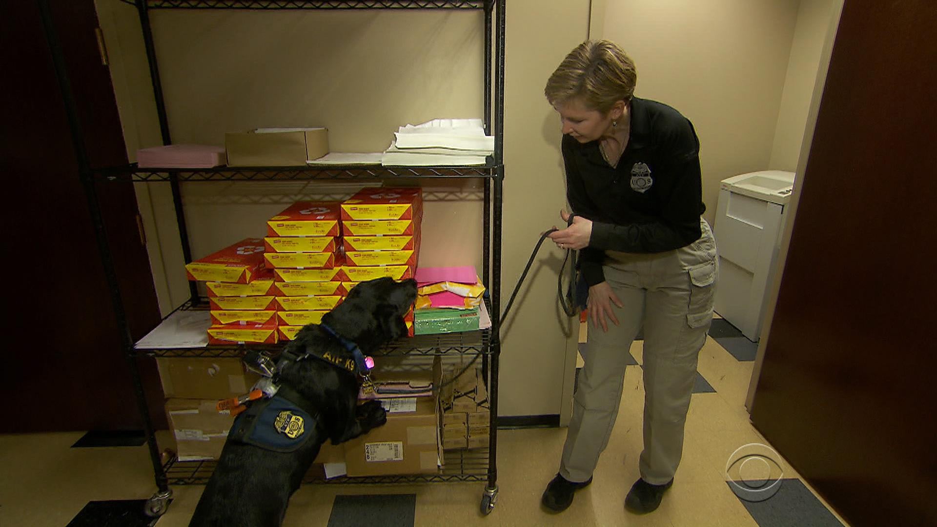 Bomb-sniffing dogs help speed up airport security lines - CBS News