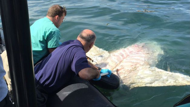 Huge dead shark found floating in Boston Harbor - CBS News