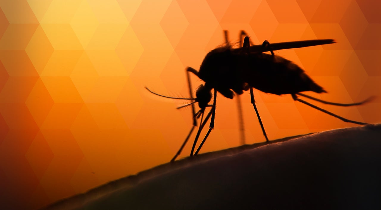 Researchers to study Zika infections in U.S. Olympic athletes - CBS News