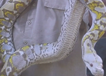 10-foot python on the loose in California neighborhood - CBS News