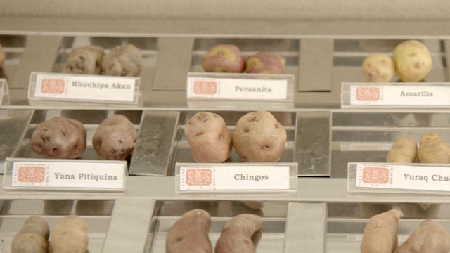 Can you really grow potatoes on Mars like Matt Damon did in "The ...