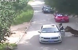 Siberian tigers at wildlife park in China maul woman to death - CBS News