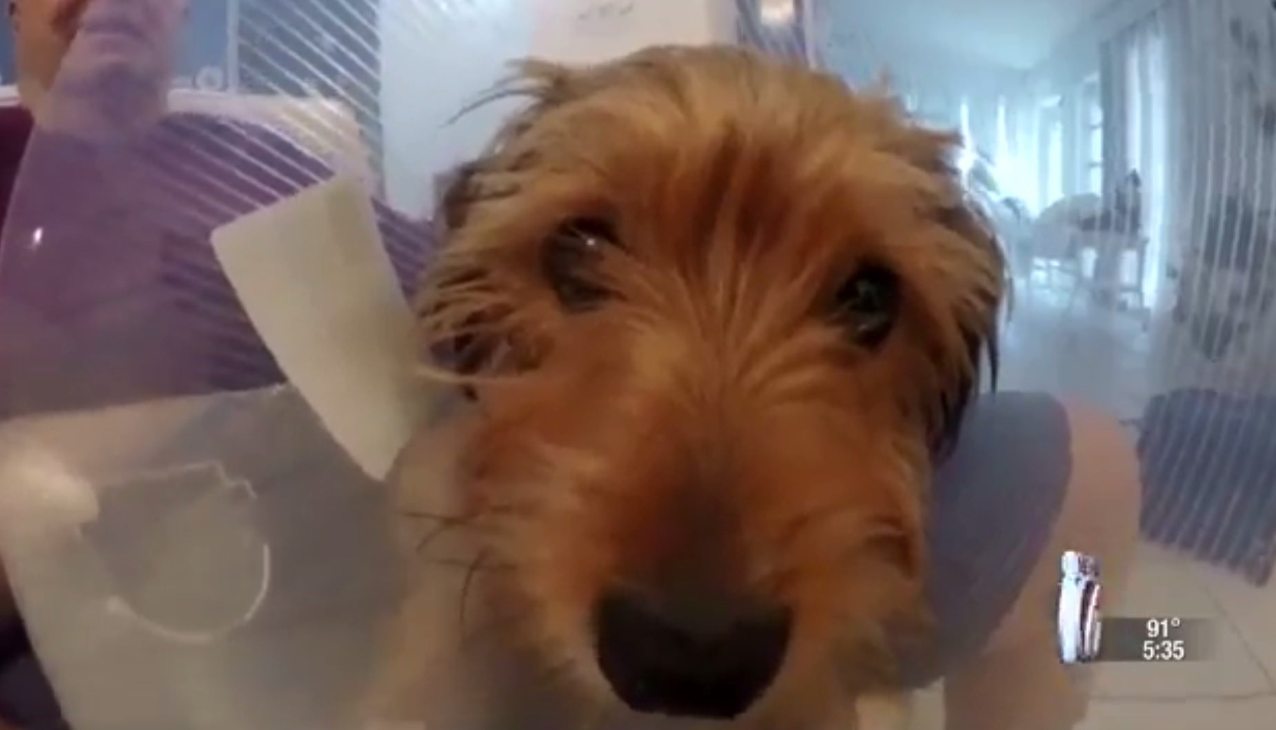 Yorkshire Terrier survives stabbing attack during Florida home invasion ...
