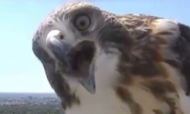 Caught on camera: Hawk checks out TV station's towercam - CBS News
