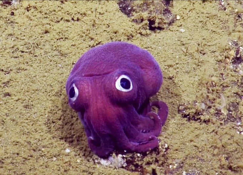 Googly-eyed purple squid sighting delights scientists - CBS News