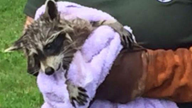 Police in Mass. help free raccoon with head stuck in sewer drain - CBS News