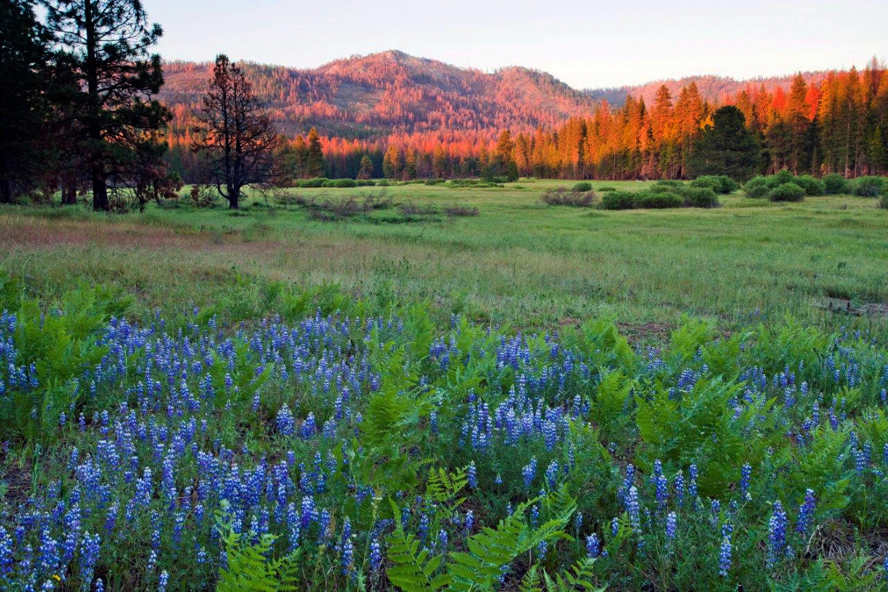 Yosemite National Park in California adding 400 acres of meadow, forest ...