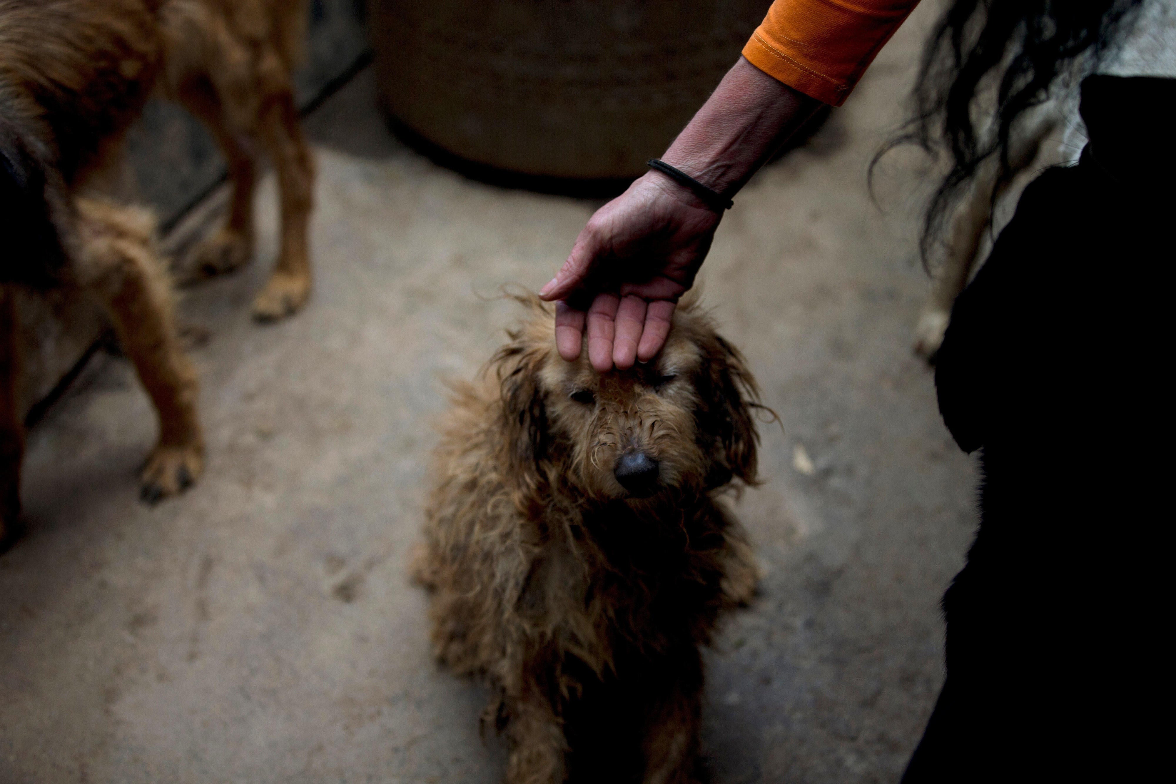 Pets in Venezuela go hungry as economic crisis deepens - CBS News