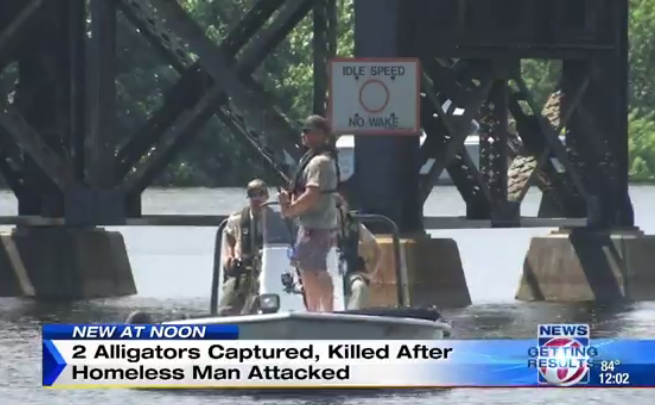 2 alligators caught, killed in Florida after homeless man attacked ...