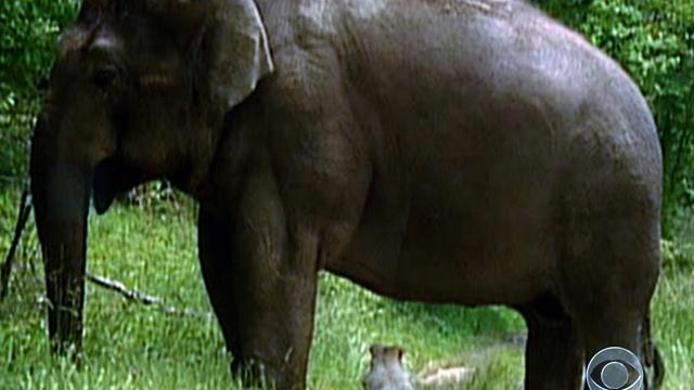 Tarra and Bella: Elephant loses man's best friend - CBS News