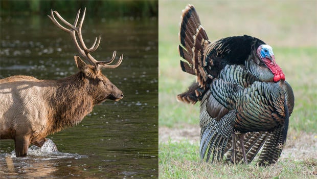 Nature up close: Elk and wild turkeys - CBS News