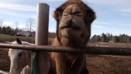 "Seeing eye camel" serves as guide for blind horse - CBS News
