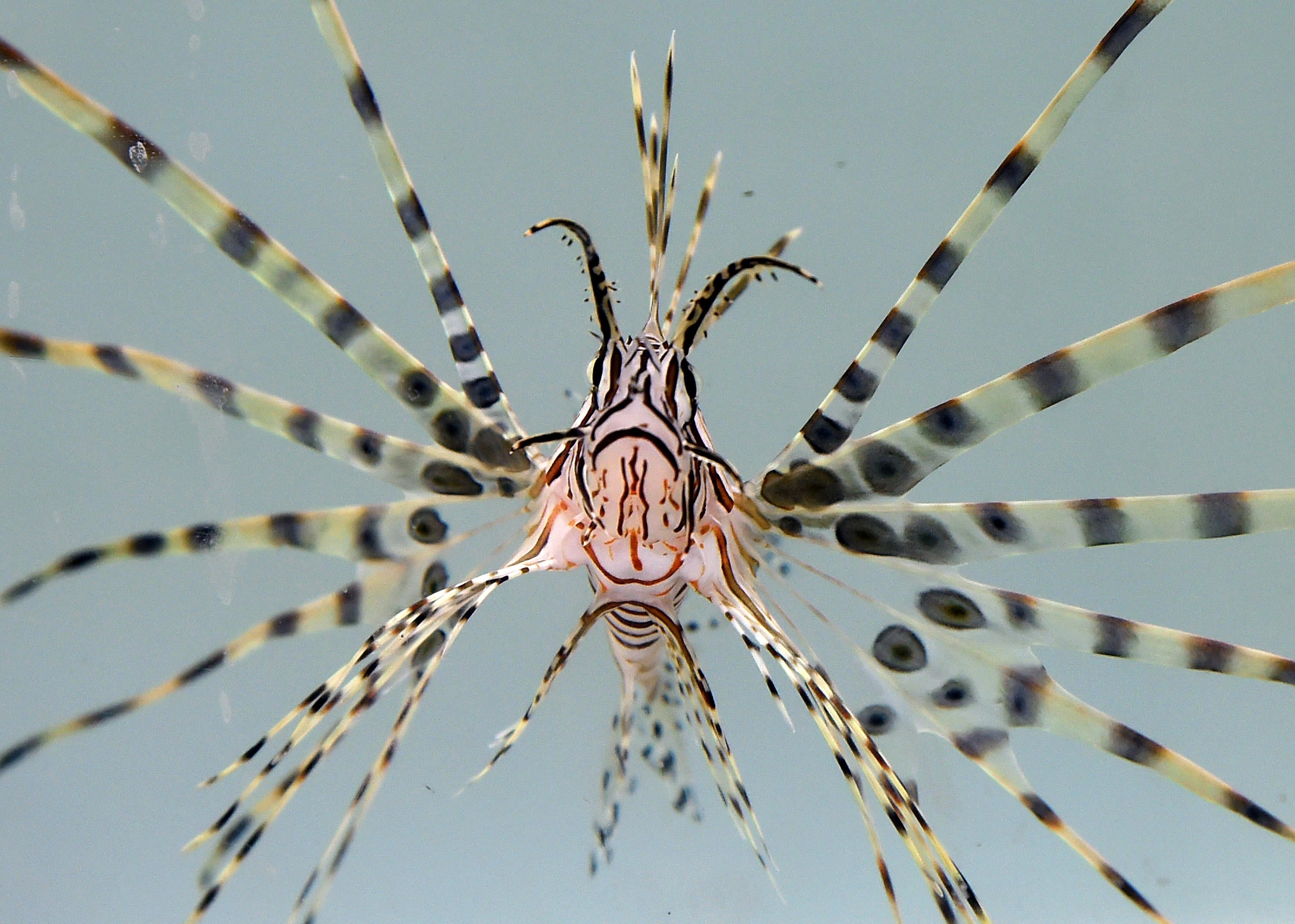 Venomous lionfish sends Florida diver to hospital - CBS News