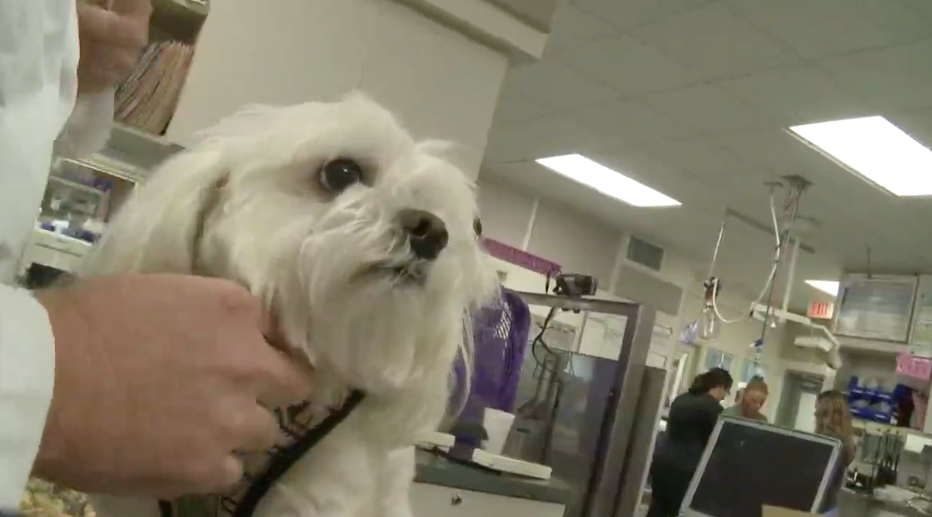 Addicts using pets to score drugs, veterinarians warn - CBS News