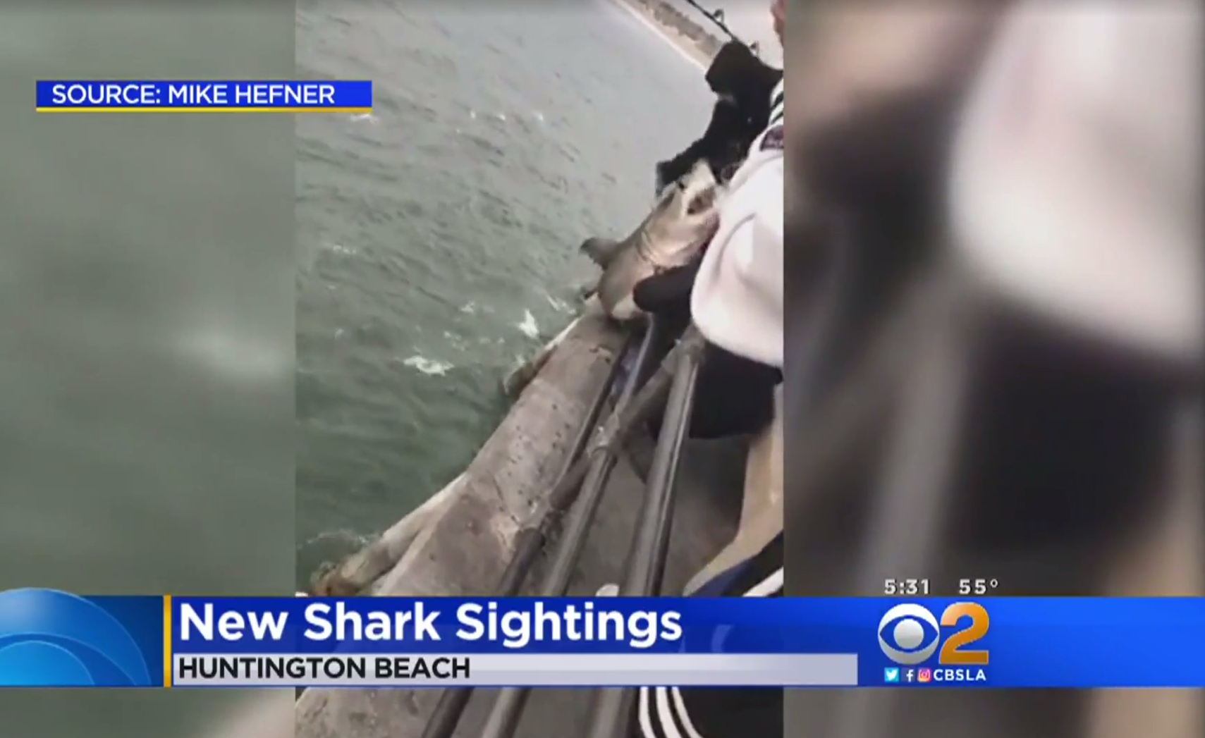 Shark sightings cause southern Calif. beaches to close - CBS News