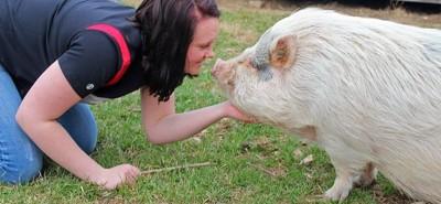 Ohio town evicting 100-pound potbellied pig - CBS News