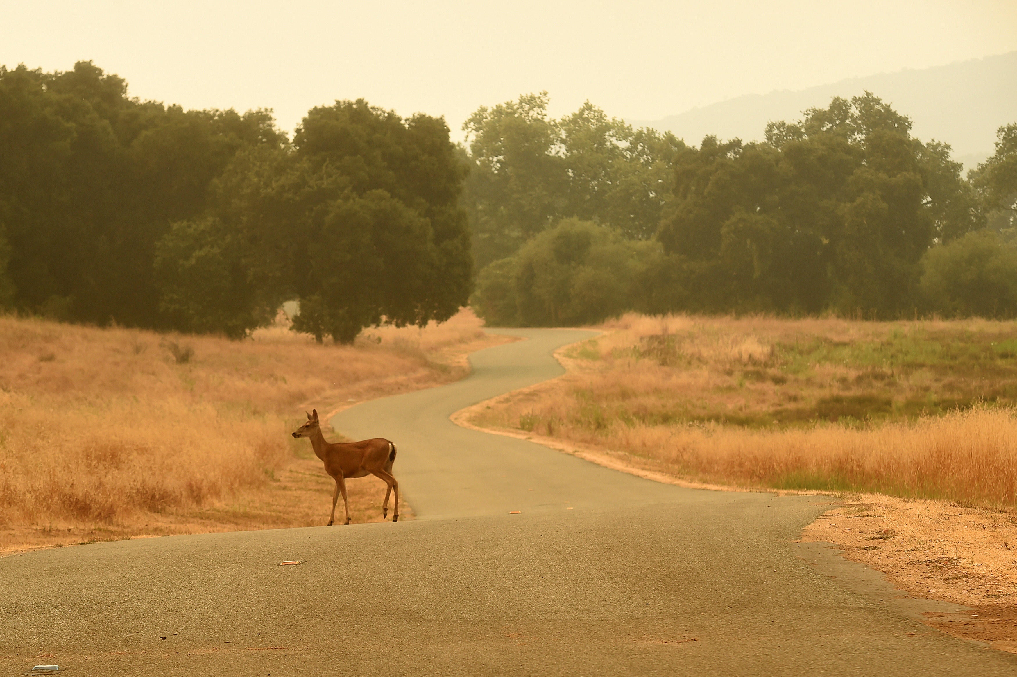How do animals cross the road? Wildlife survey discovers it's ...