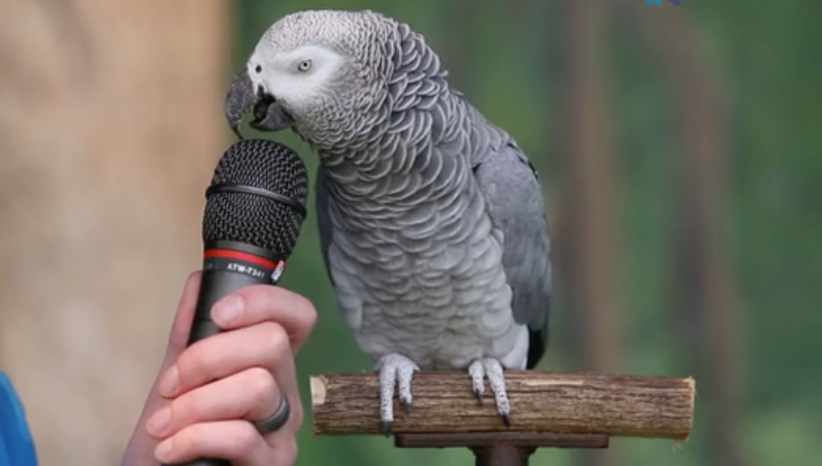 Einstein the parrot shows off impressive vocabulary skills on 30th ...