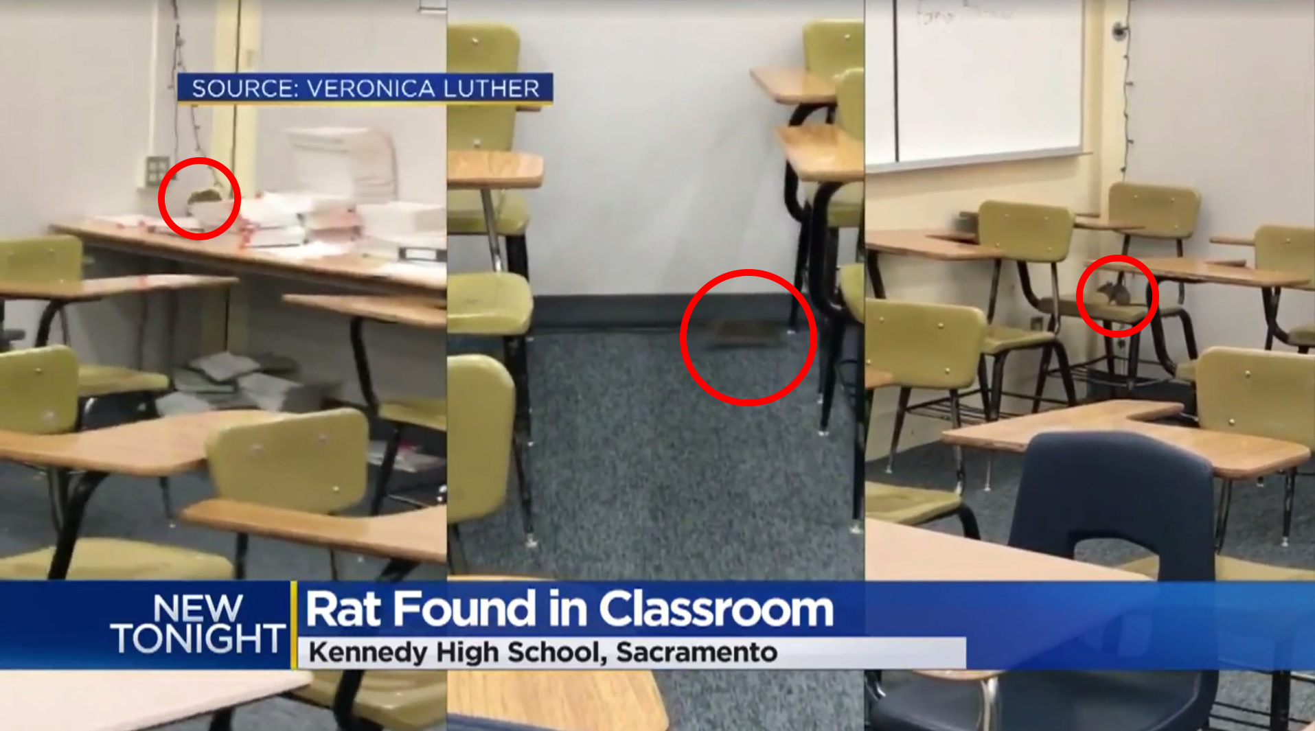 Substitute teacher claims she was let go after recording rat in ...