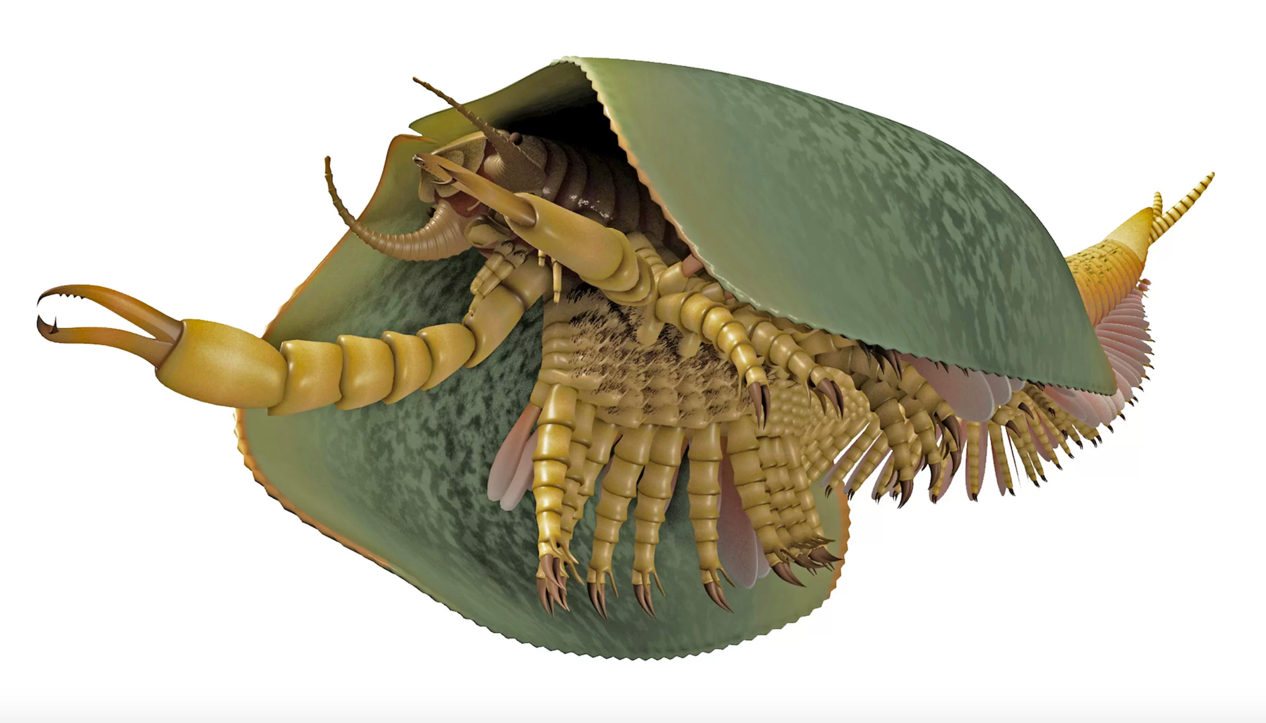 This 508-million-year-old sea monster had 50 legs and giant claws - CBS ...