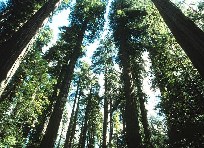 Nature up close: Redwood magic - CBS News