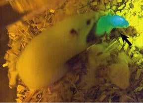 Mouse gives birth to healthy babies thanks to 3D-printed ovaries - CBS News