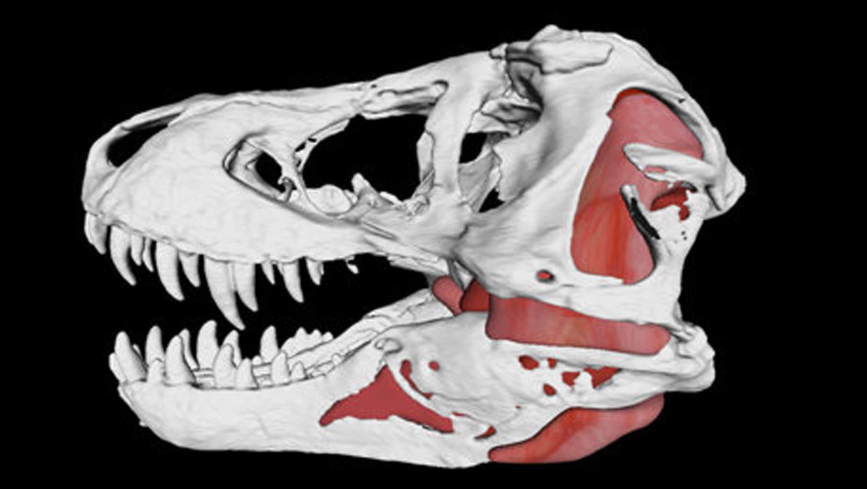 T. rex could pulverize bones with astonishing force - CBS News