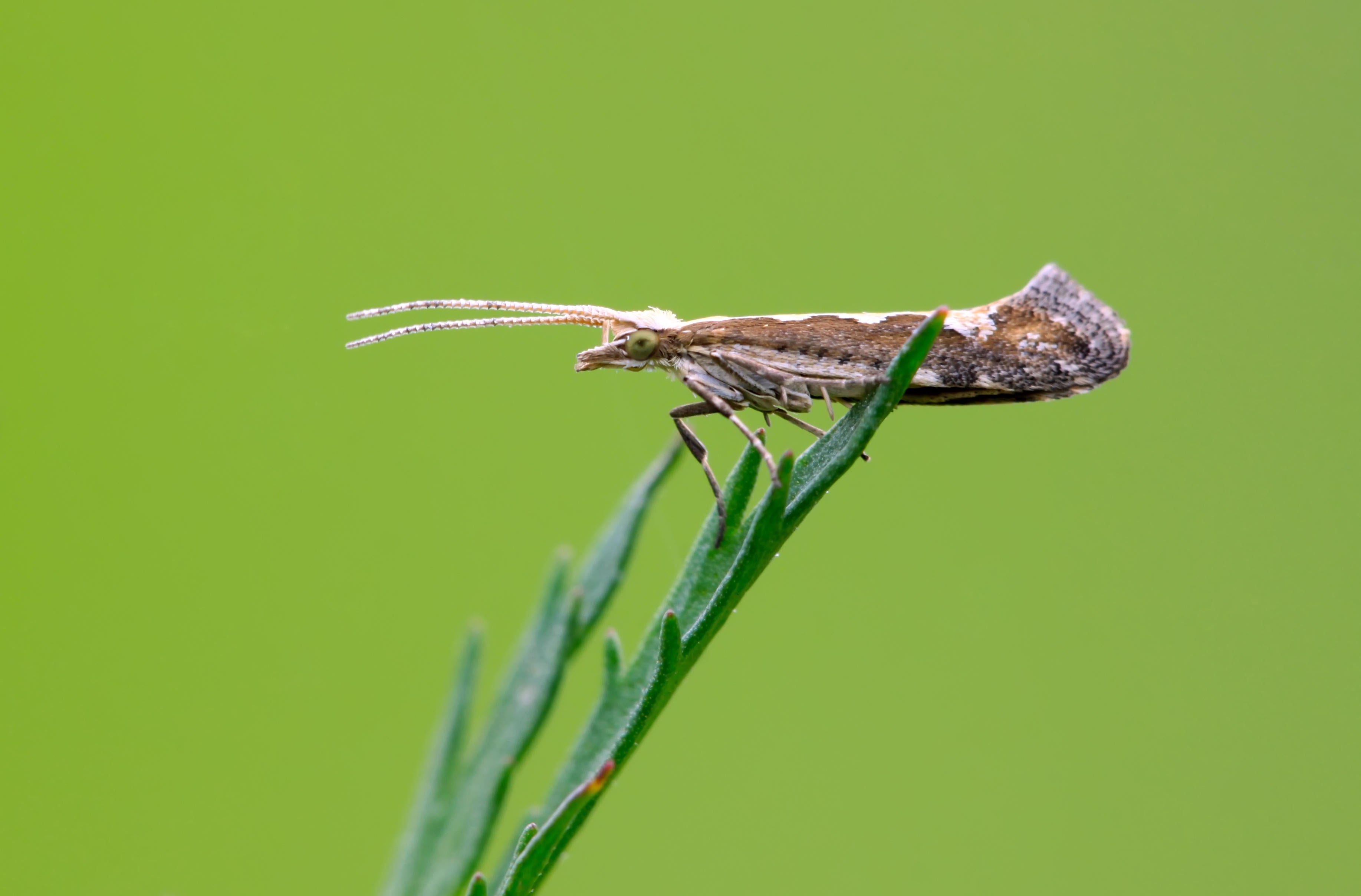 Researchers plan first release of self-destructing moth pest on ...