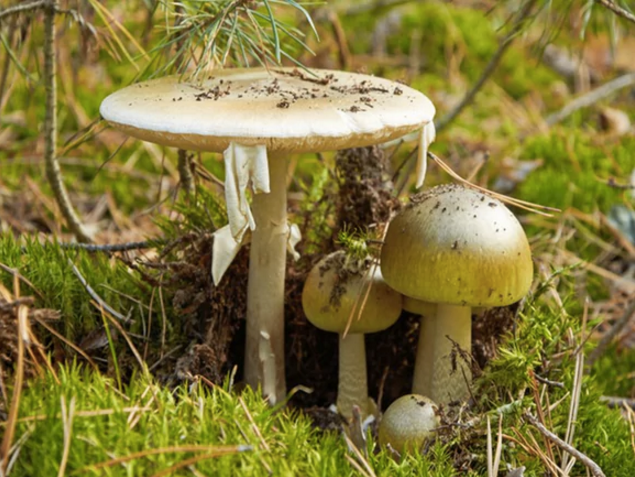 3 require liver transplants after eating "death cap" mushrooms in ...