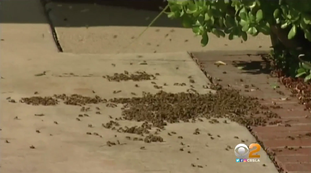 Elderly woman, dog survive vicious bee attack in Calif. park - CBS News
