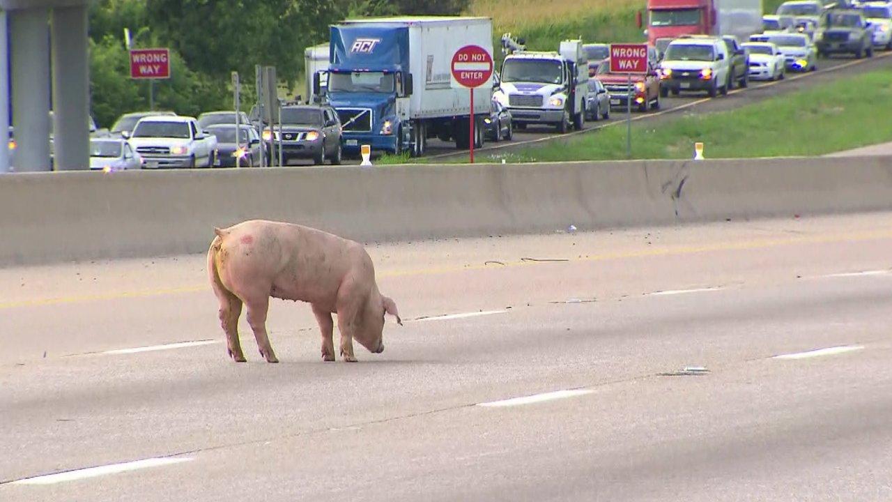 Hogs escape, run free on interstate after semi overturns - CBS News