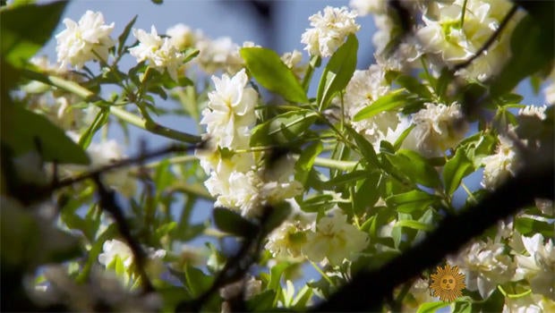 Tombstone's Shady Lady - CBS News