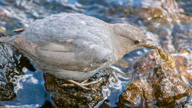 Nature up close: The American dipper - CBS News