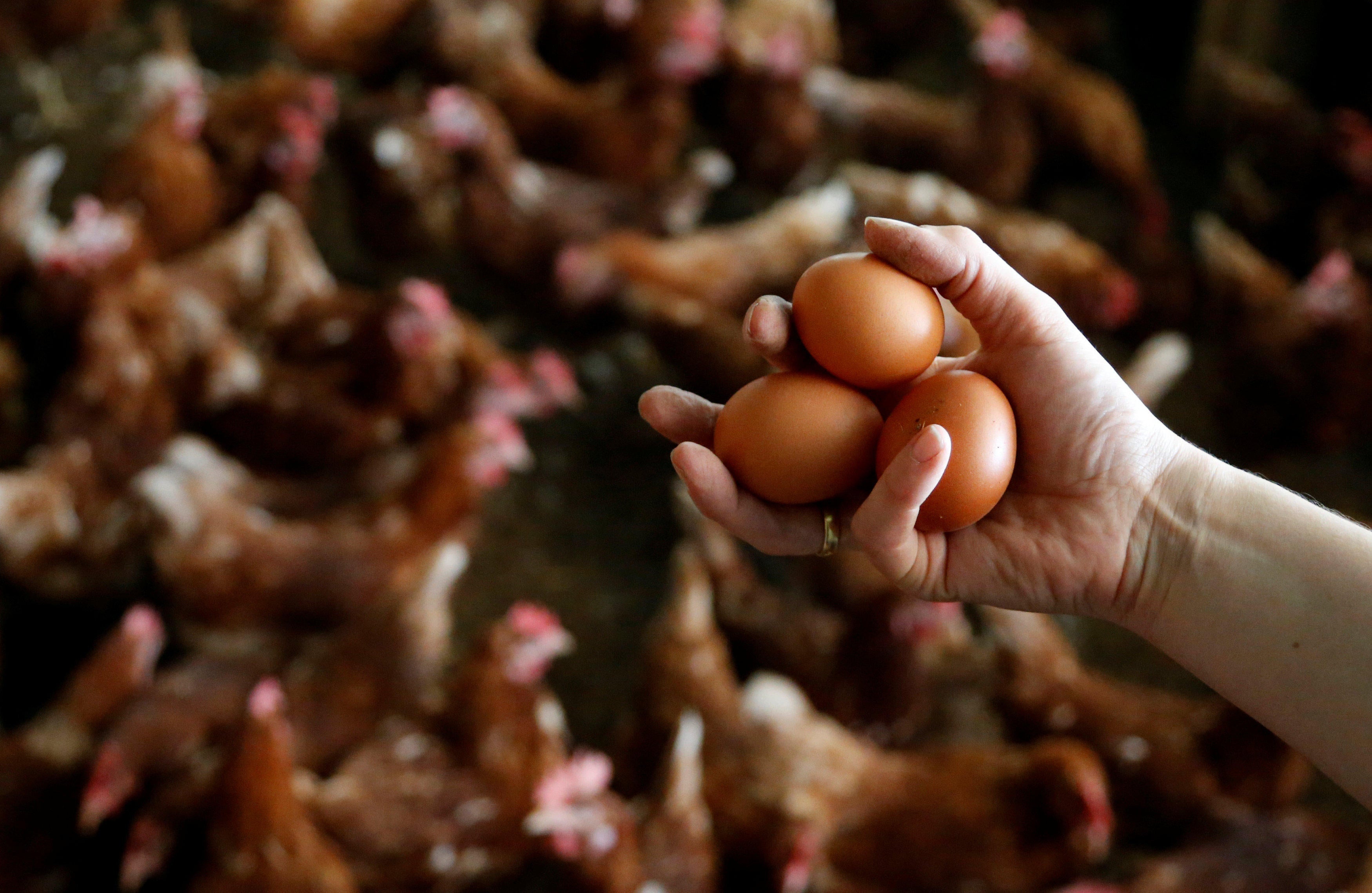 Eggs contaminated with pesticide Fipronil found in Europe in shipments ...