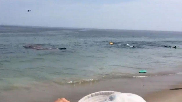 Shark attack on seal sparks panic at Cape Cod beach - CBS News