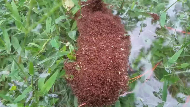 How fire ants form giant rafts to survive Houston floods - CBS News