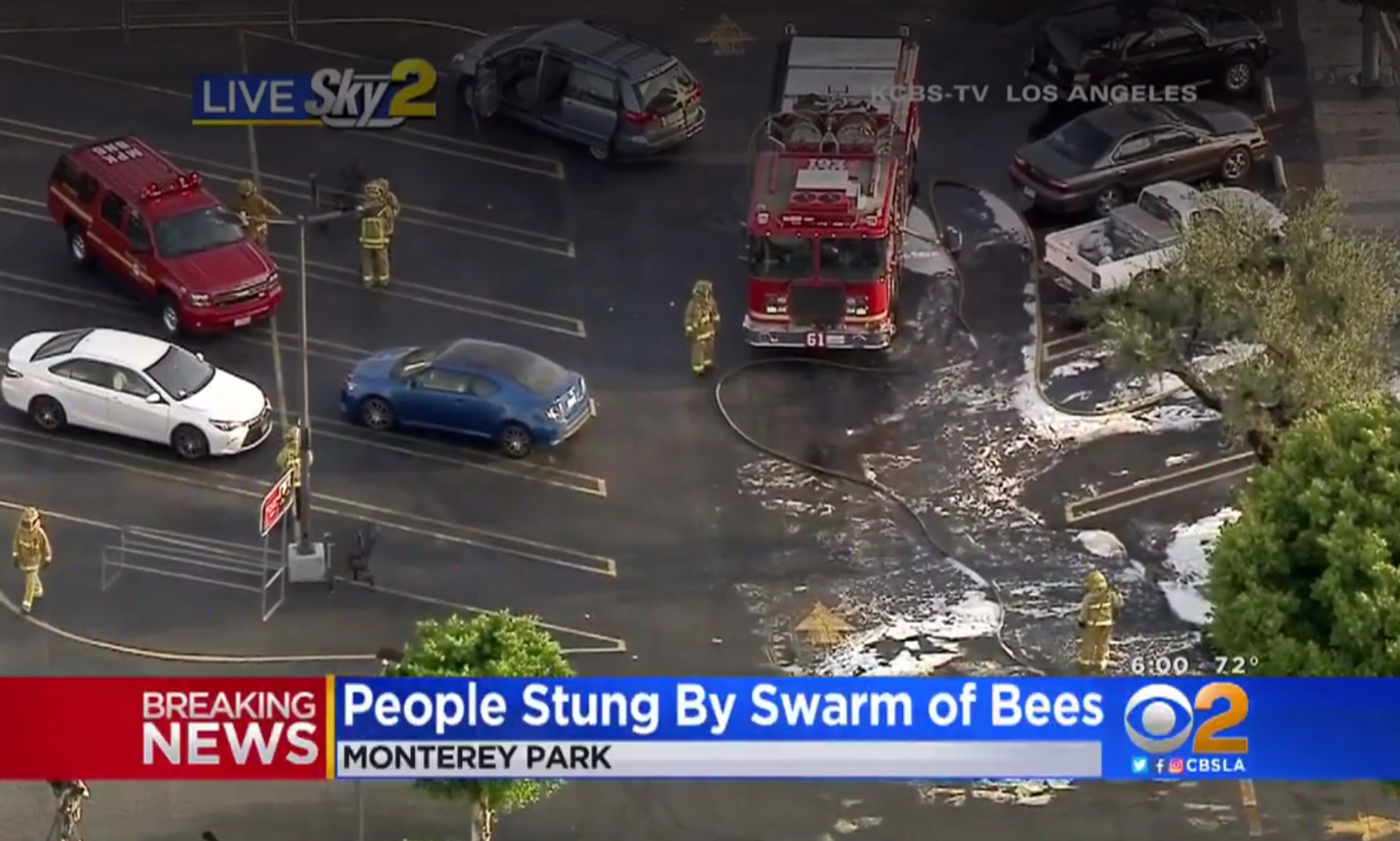 Bee attack near L.A. sends two to hospital - CBS News