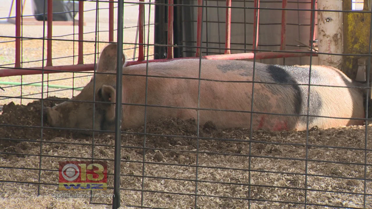 Swine flu found in 20 people after coming into contact with pigs at ...