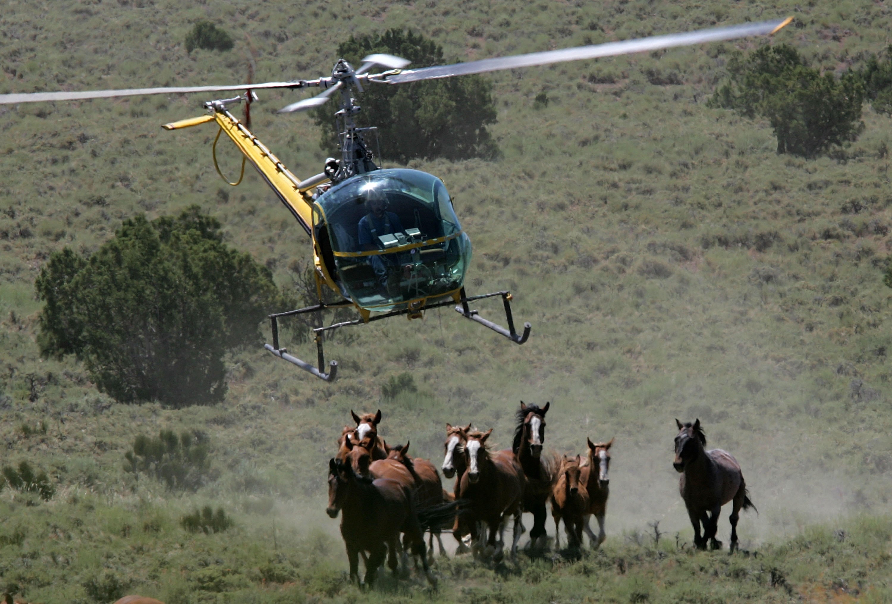 Senate bill could trigger mass slaughter of wild mustang - CBS News
