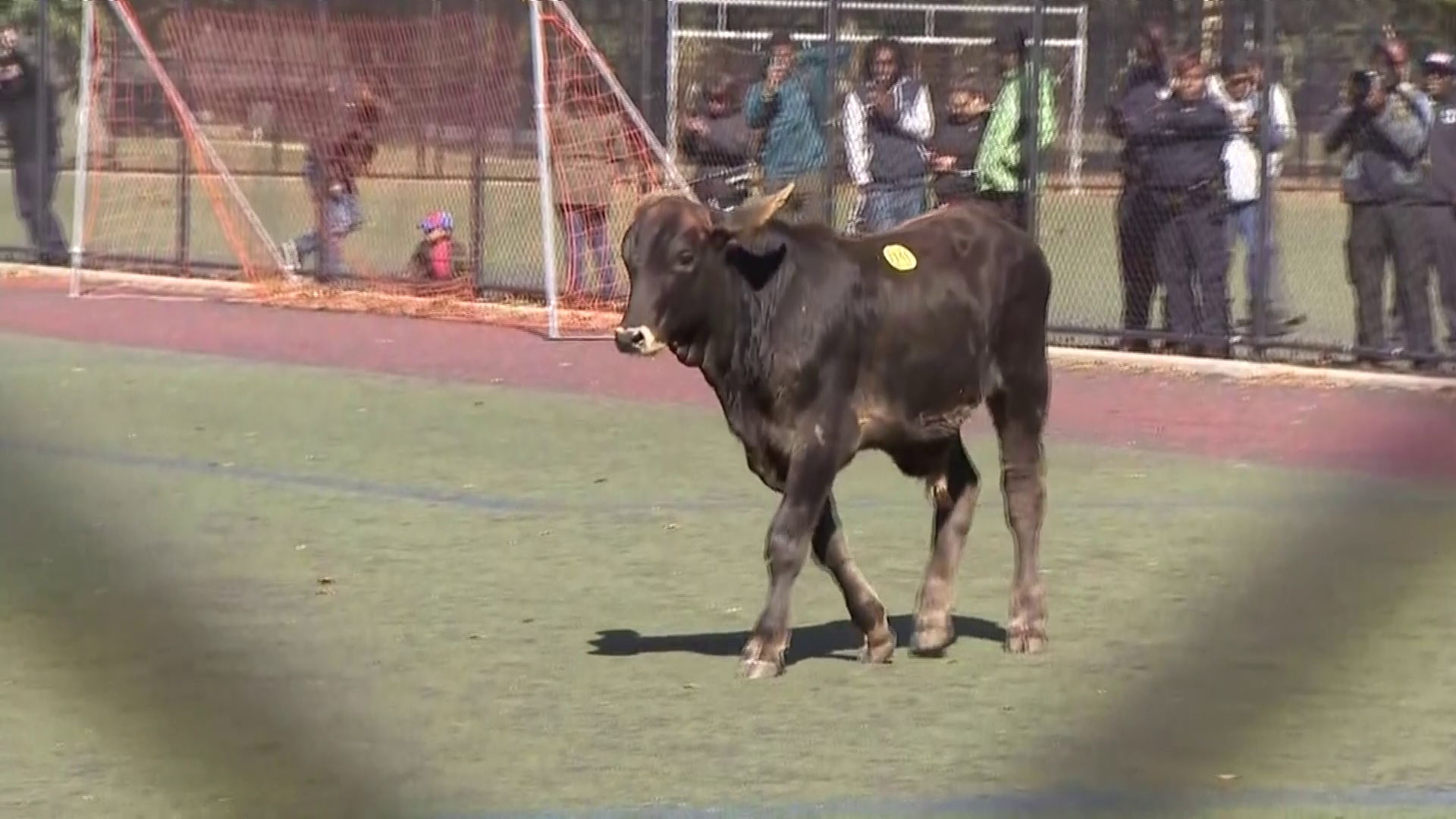Bull bolts from Brooklyn slaughterhouse, leaves child with minor ...